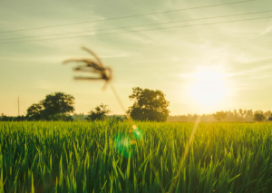 Public Consultation – Springwell Solar Farm