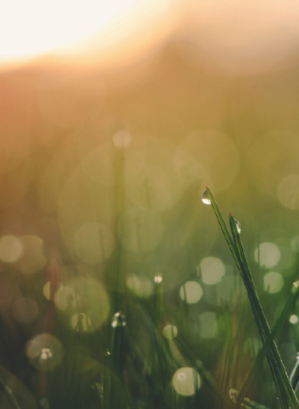 News – Springwell Solar Farm